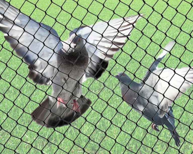 Bird Deterrent - McGrath Pest Control