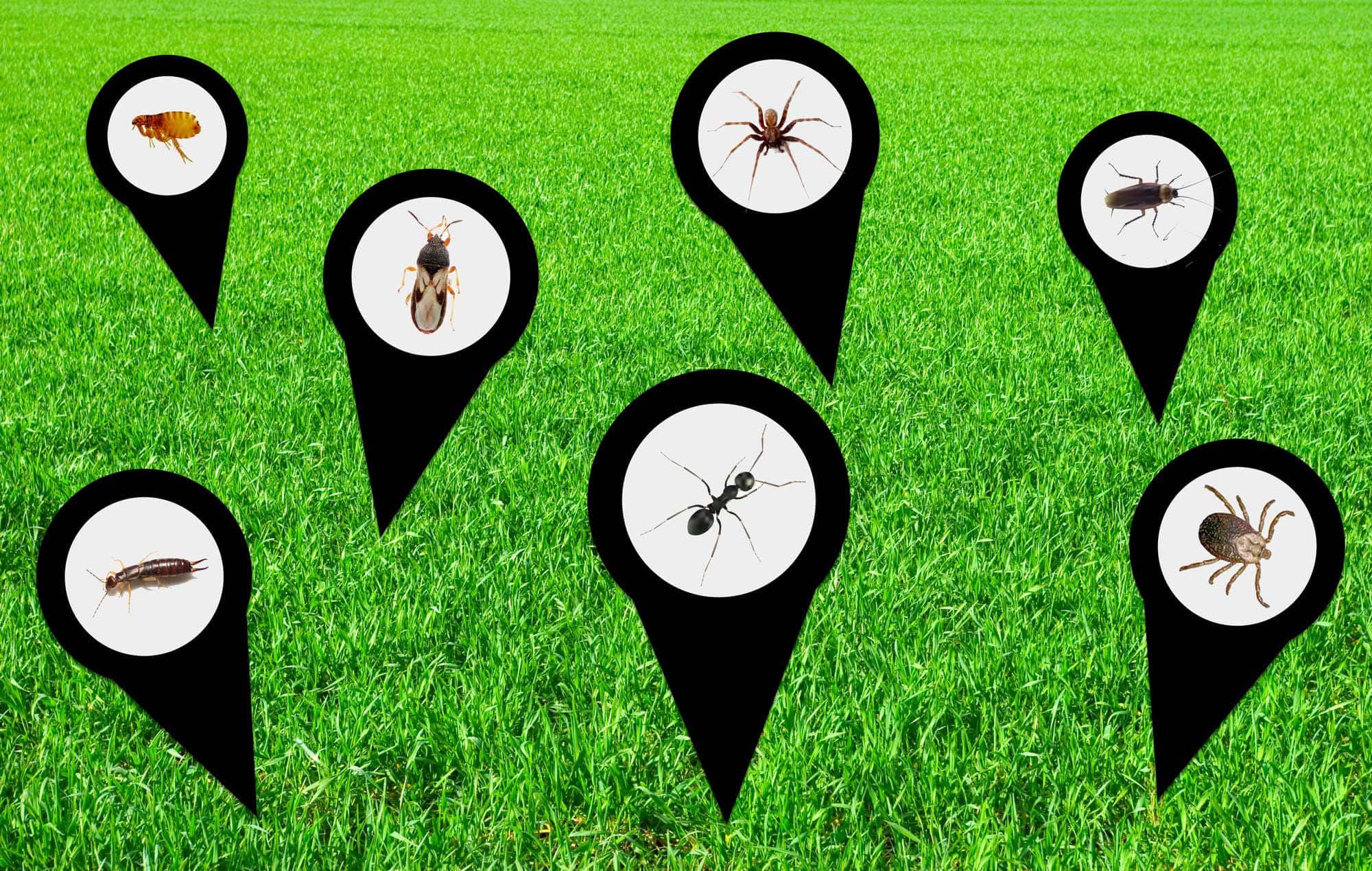 Yard Insect Treatments - McGrath Pest Control